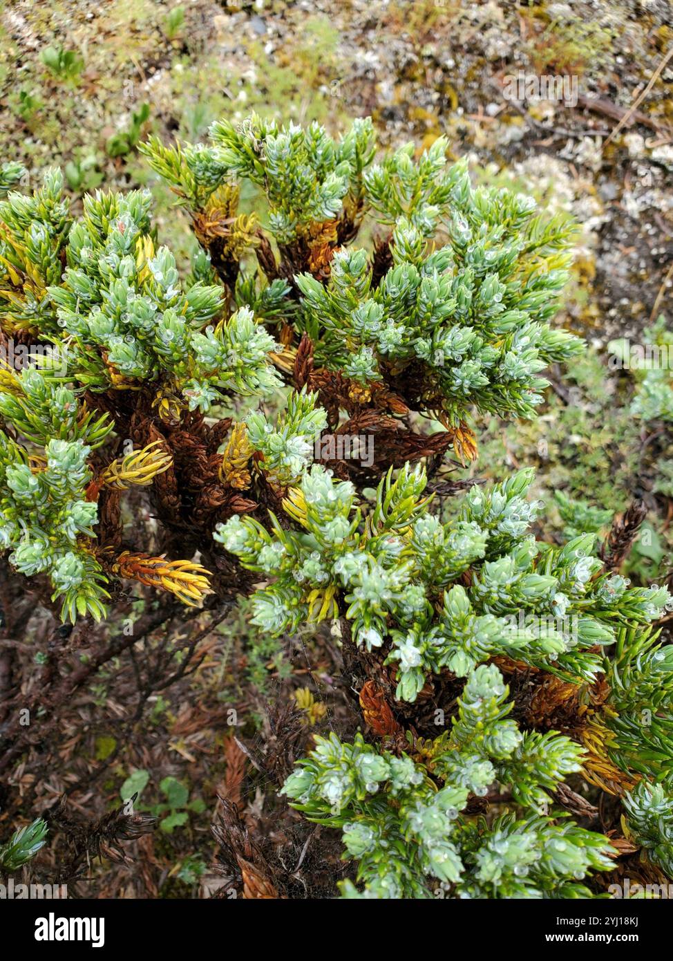 common juniper (Juniperus communis Stock Photo - Alamy