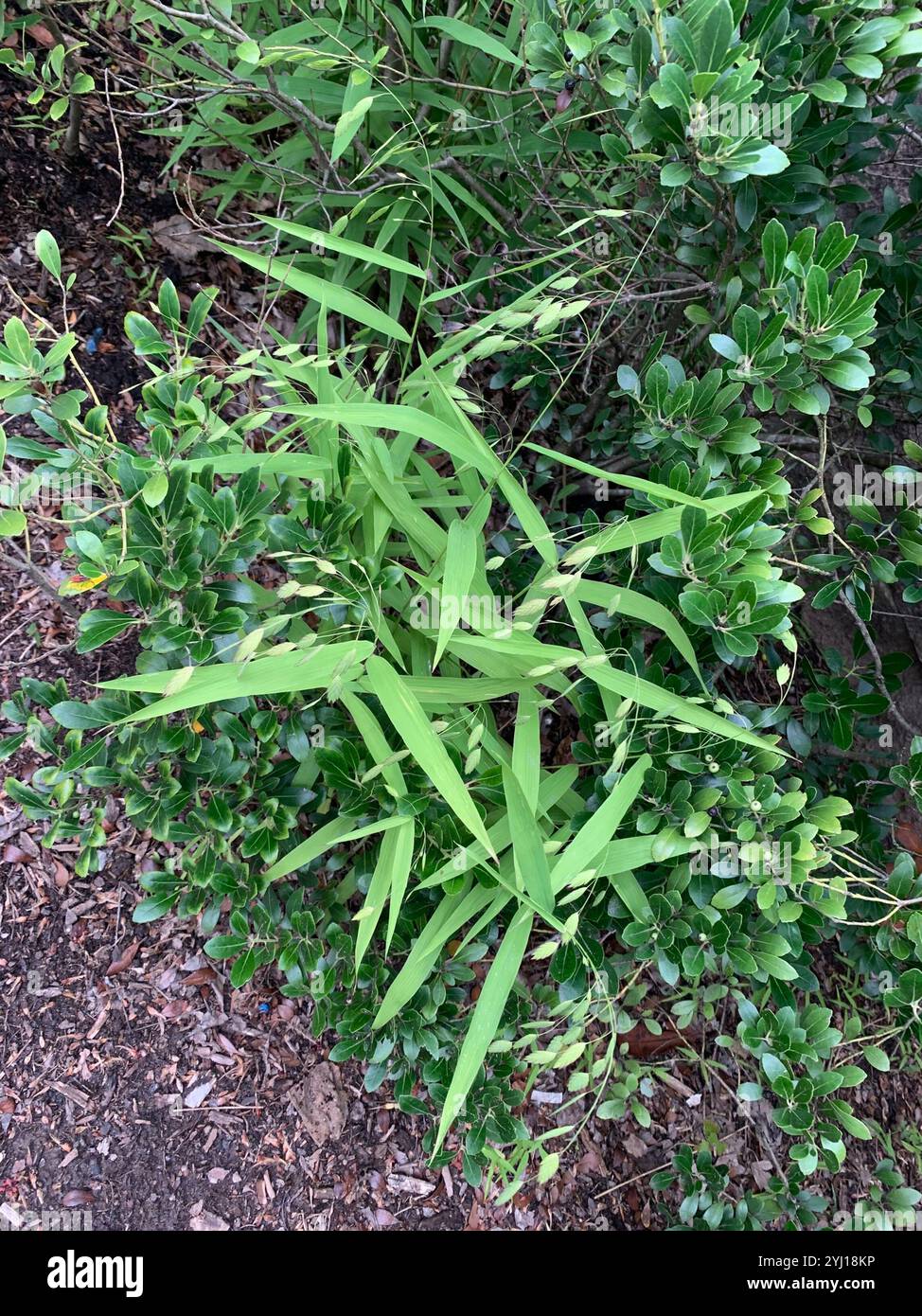 inland wood oats (Chasmanthium latifolium Stock Photo - Alamy