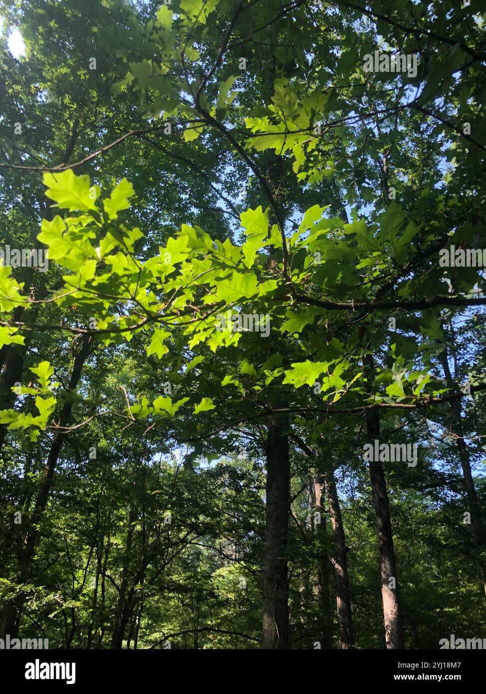 overcup oak (Quercus lyrata Stock Photo - Alamy