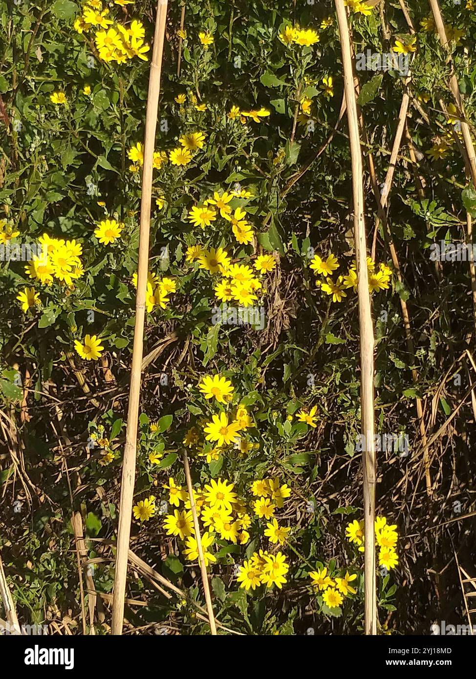 Bietou (Osteospermum moniliferum Stock Photo - Alamy