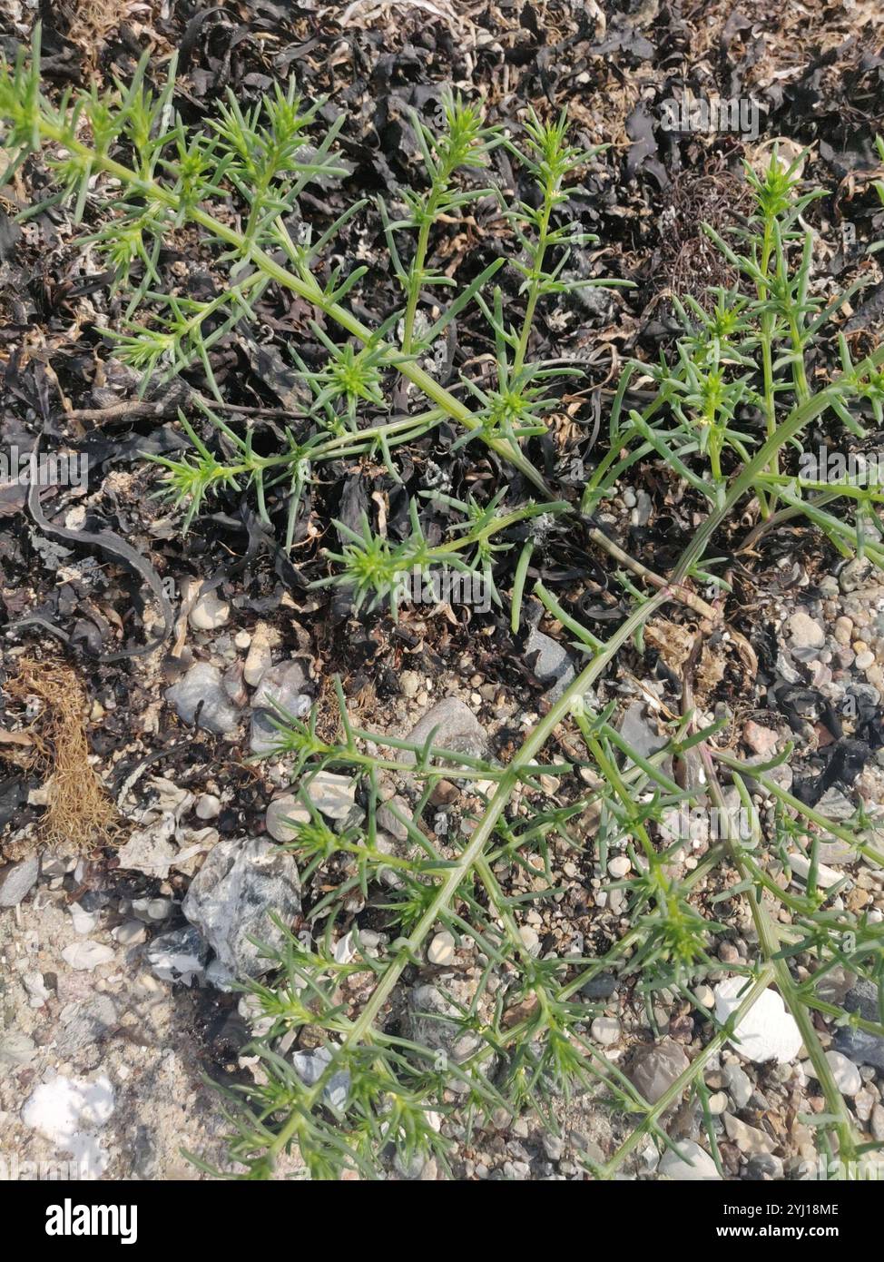 saltwort (Salsola kali Stock Photo - Alamy