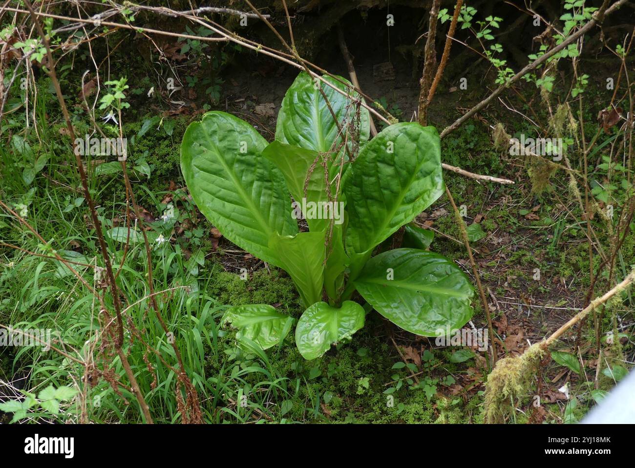 western skunk cabbage (Lysichiton americanus Stock Photo - Alamy