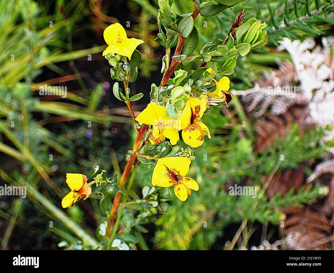 Vlei Honeybush (Cyclopia subternata Stock Photo - Alamy