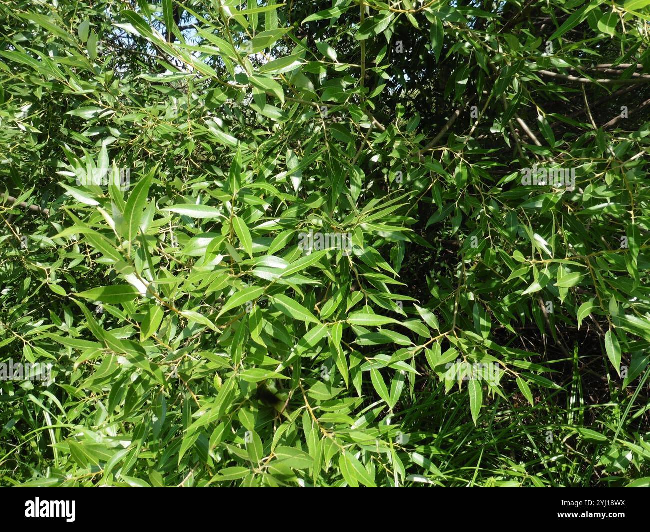 hybrid crack willow (Salix × fragilis Stock Photo - Alamy