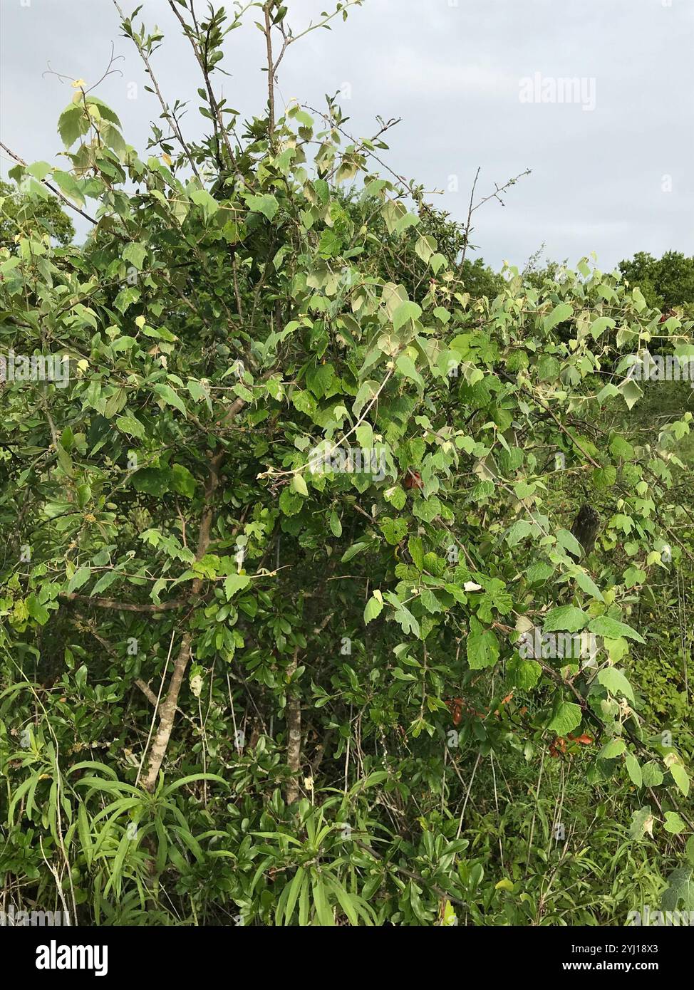 mustang grape (Vitis mustangensis Stock Photo - Alamy