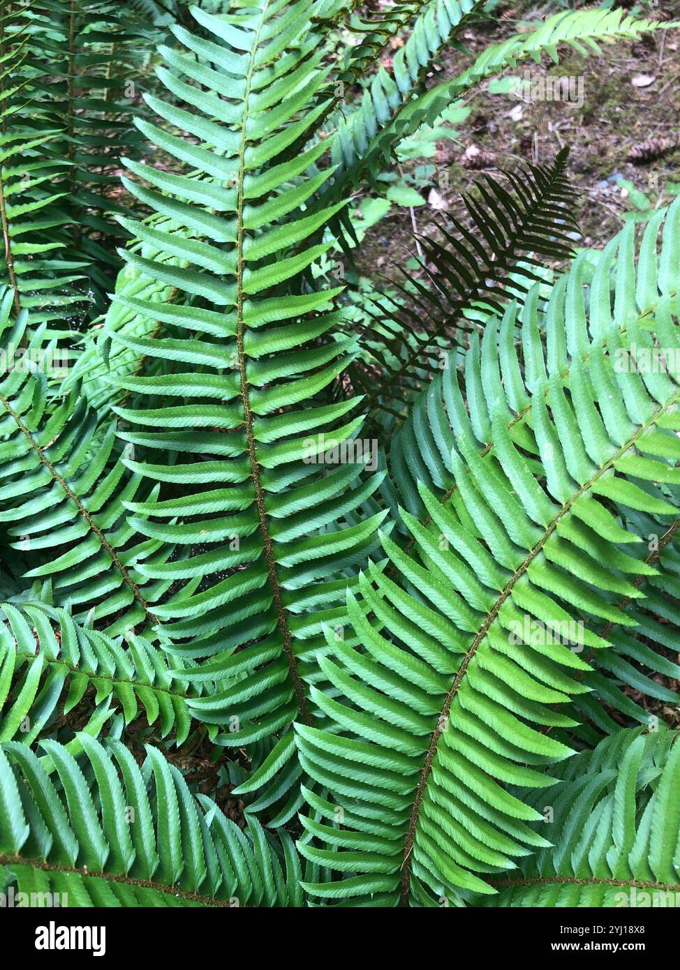 western sword fern (Polystichum munitum Stock Photo - Alamy