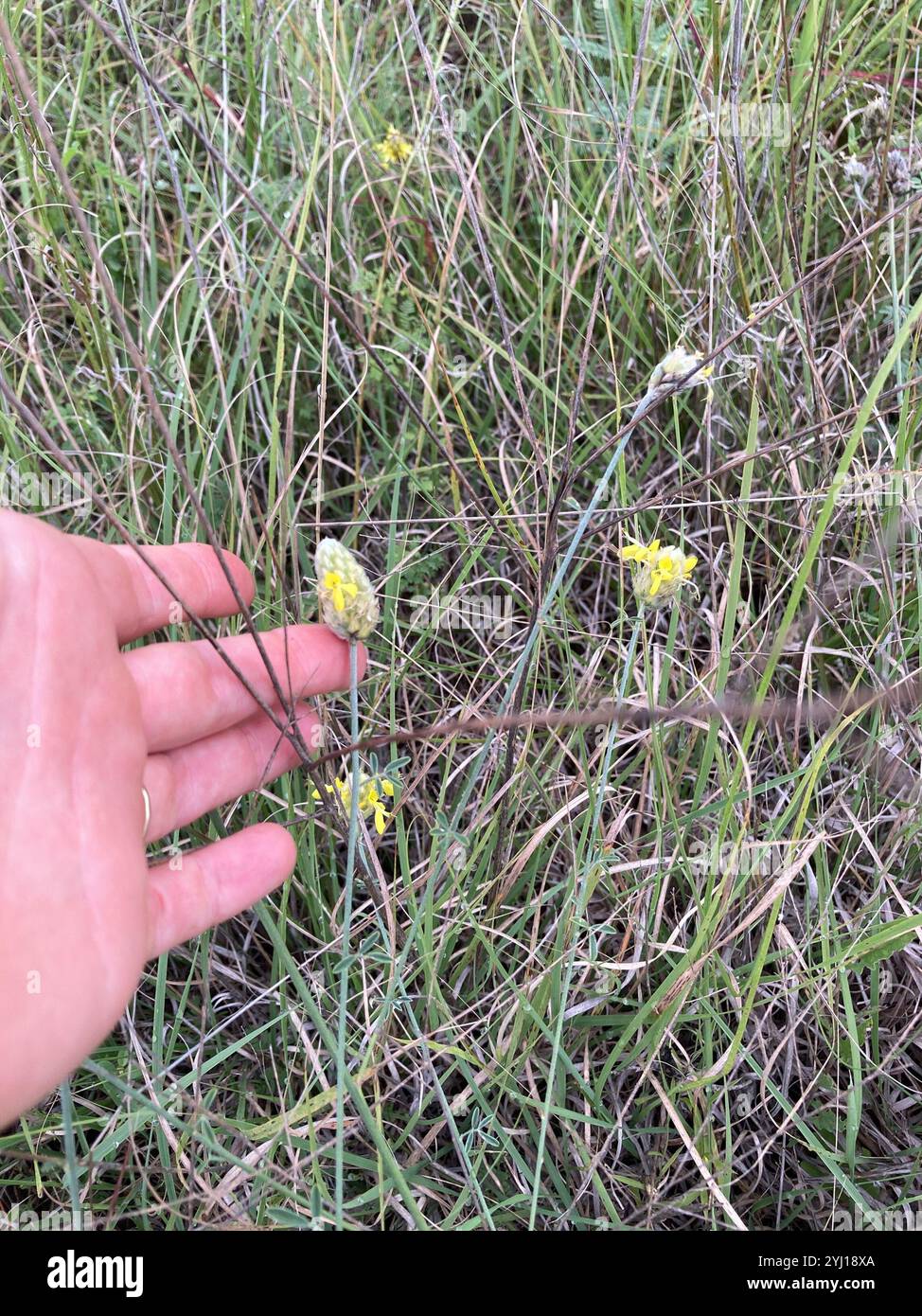 Dalea aurea hi-res stock photography and images - Alamy
