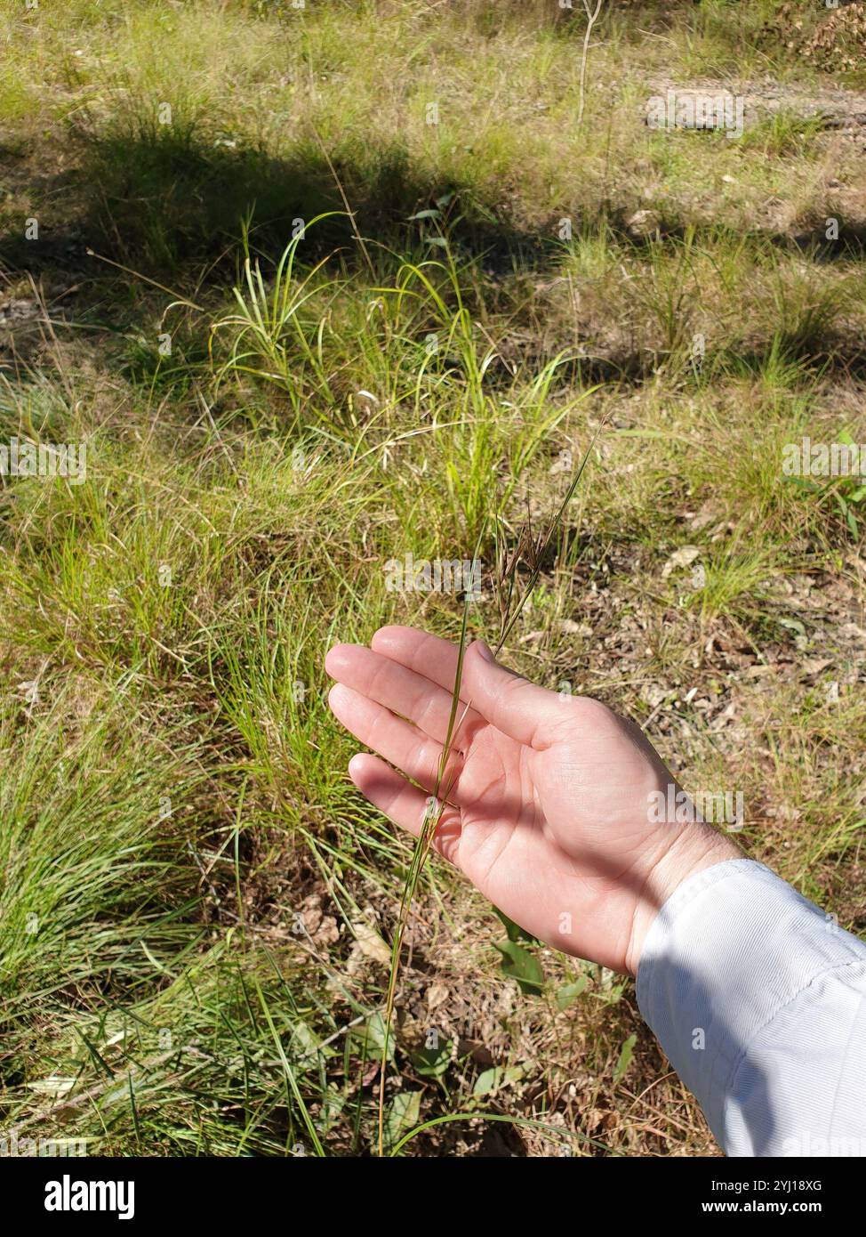 Kangaroo Grass (Themeda triandra Stock Photo - Alamy