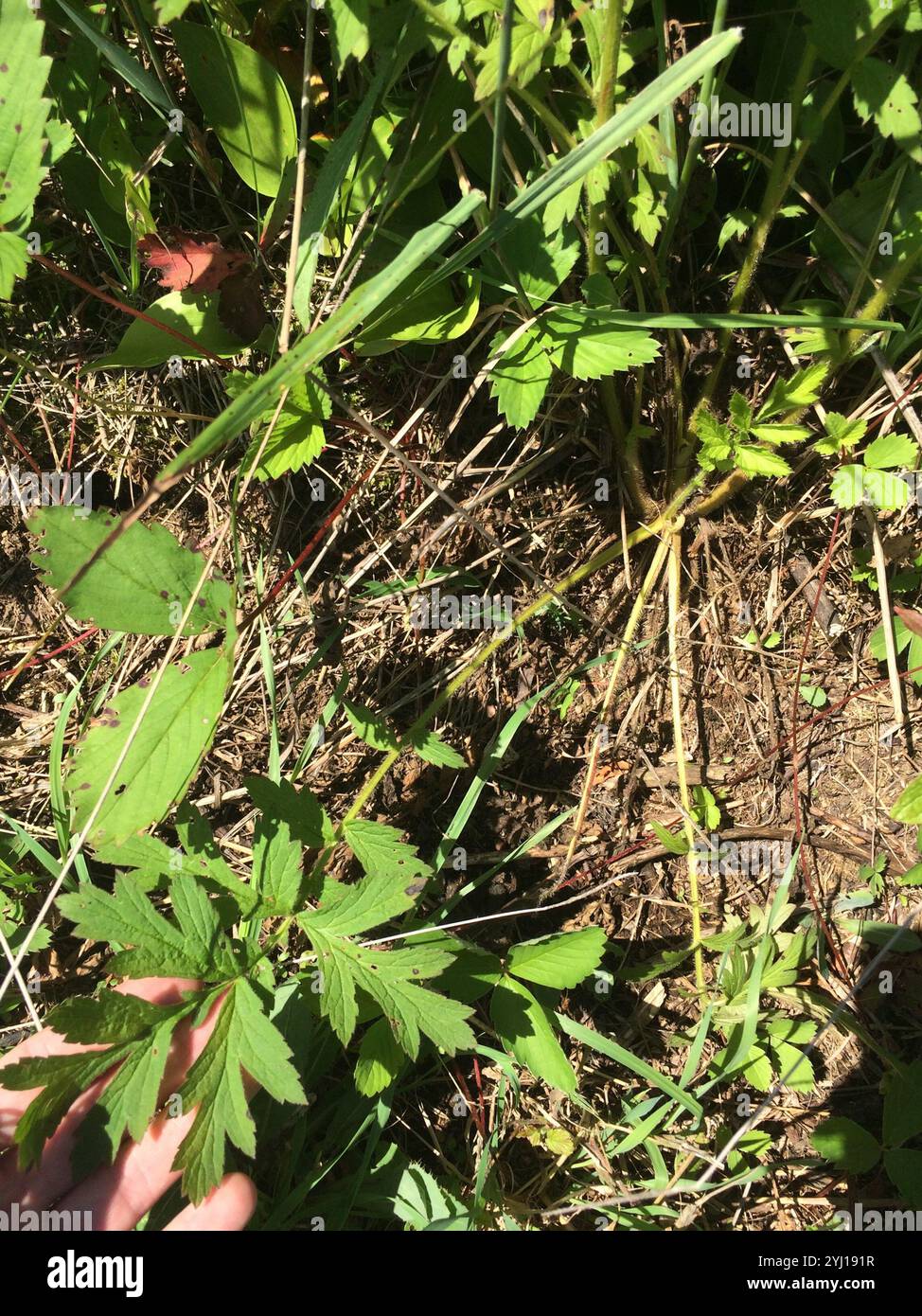 Yellow Avens (Geum aleppicum Stock Photo - Alamy