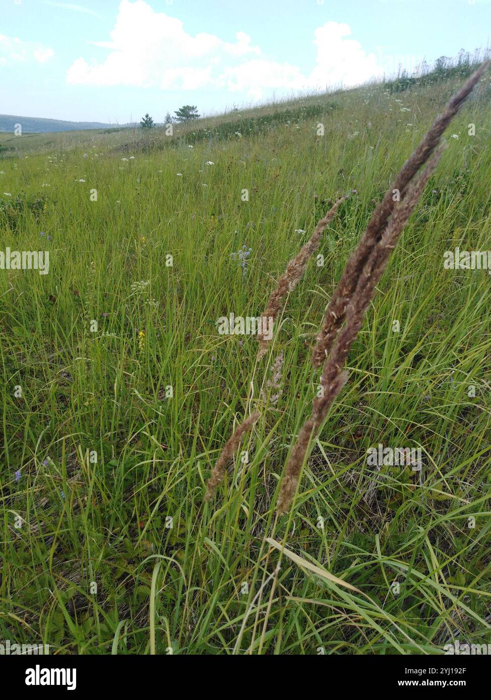 Bushgrass (Calamagrostis epigejos Stock Photo - Alamy