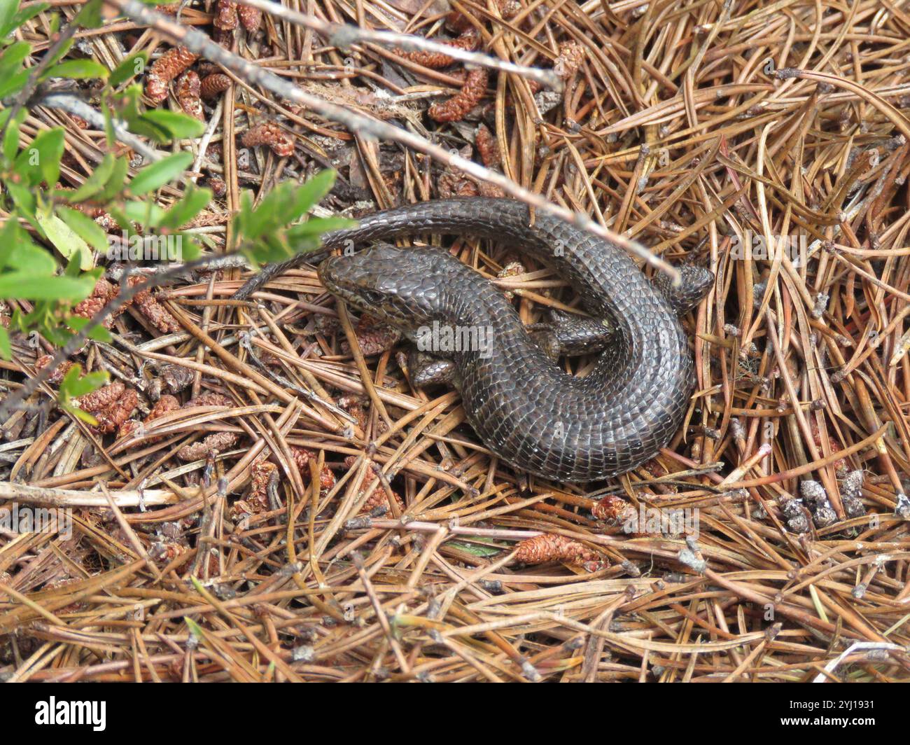 Northern Alligator Lizard (Elgaria coerulea Stock Photo - Alamy