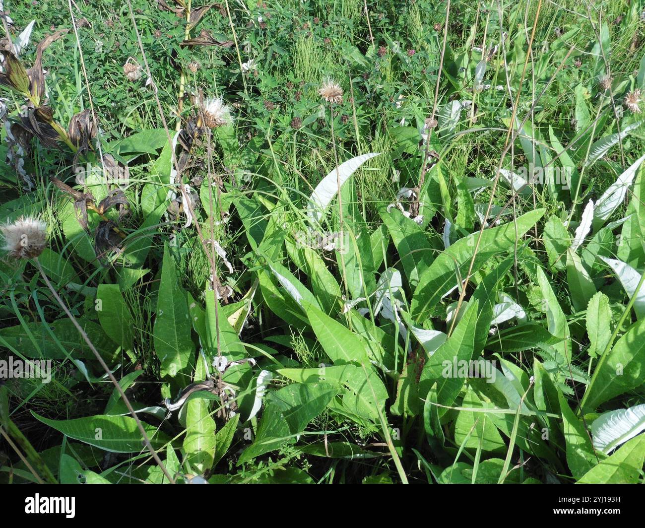 Queen annes thistle hi-res stock photography and images - Alamy