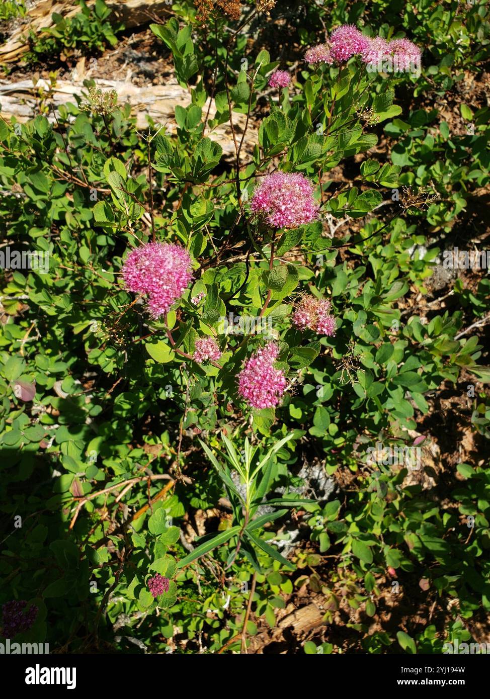 Mountain Spirea (Spiraea splendens Stock Photo - Alamy