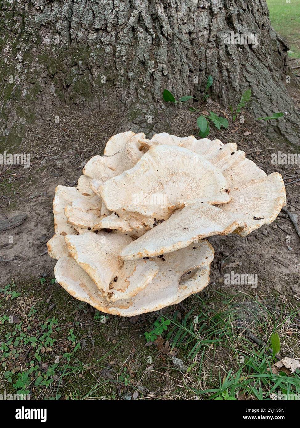 Berkeleyi hi-res stock photography and images - Alamy