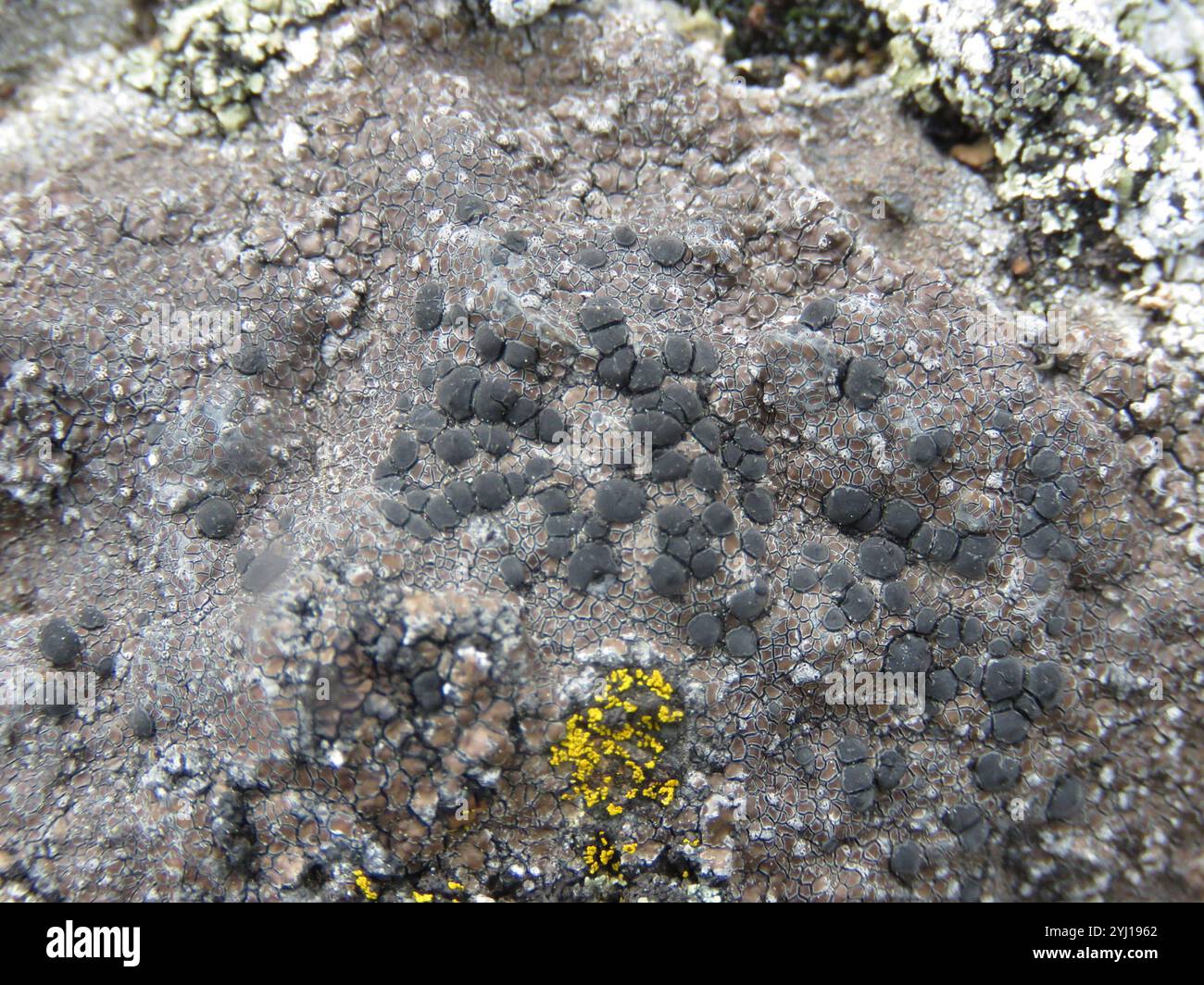 common lichens (Lecanoromycetes Stock Photo - Alamy
