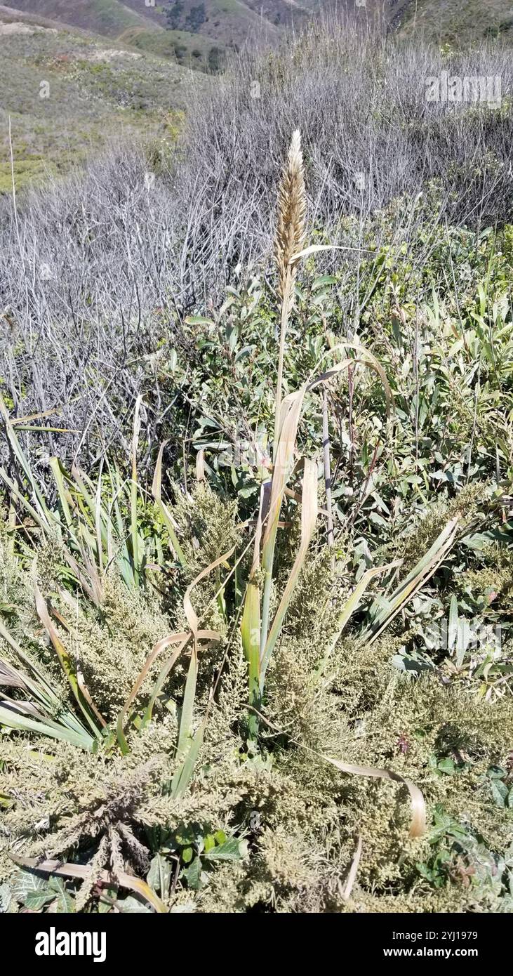 giant wild rye (Leymus condensatus Stock Photo - Alamy