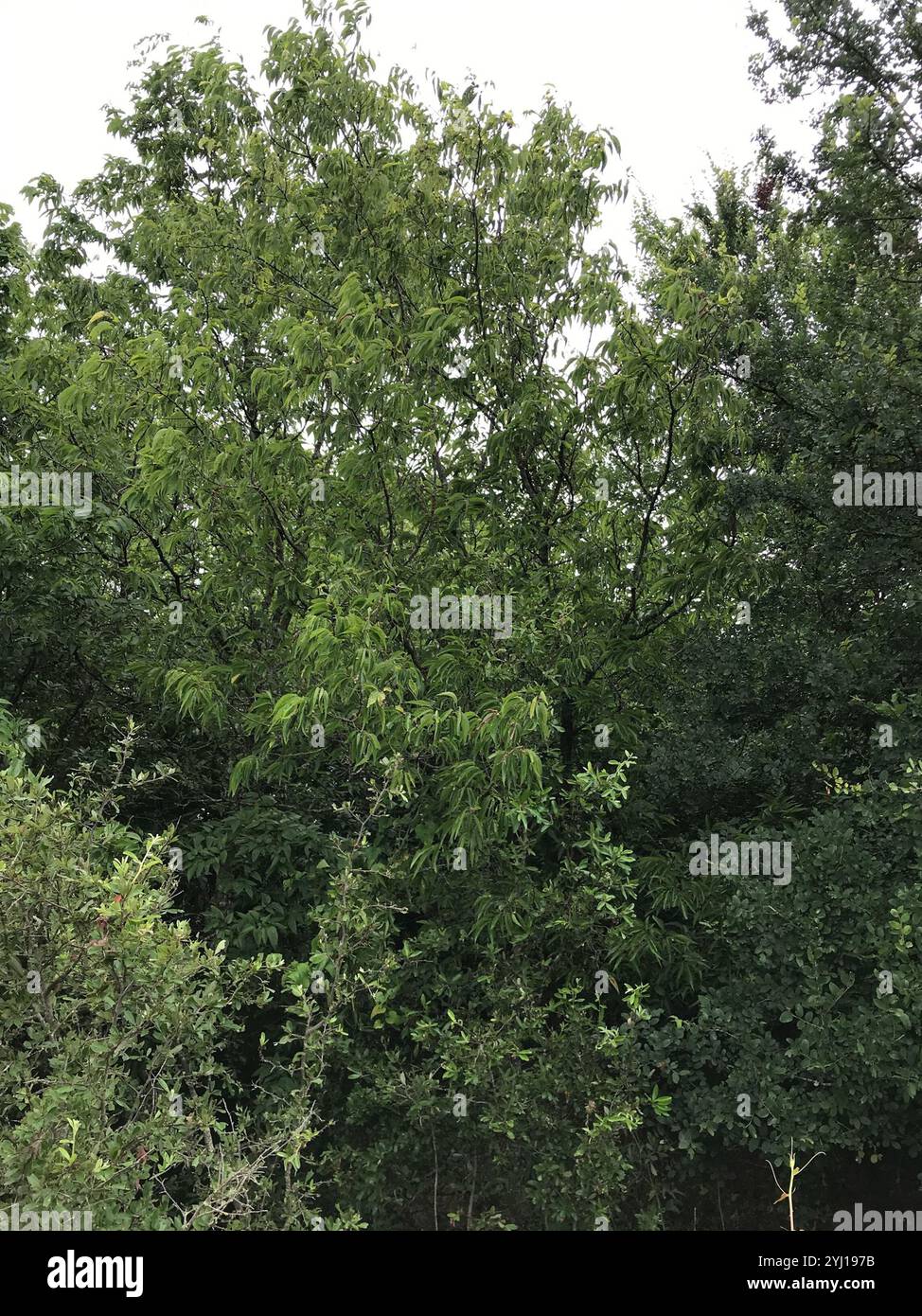 sugar hackberry (Celtis laevigata Stock Photo - Alamy