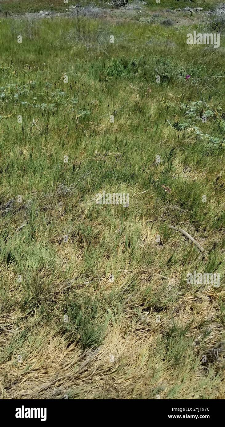 Saltgrass (Distichlis spicata Stock Photo - Alamy