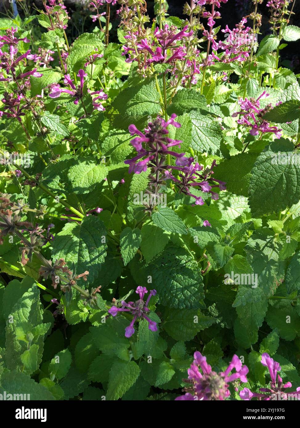 Coastal Hedge-nettle (Stachys chamissonis Stock Photo - Alamy