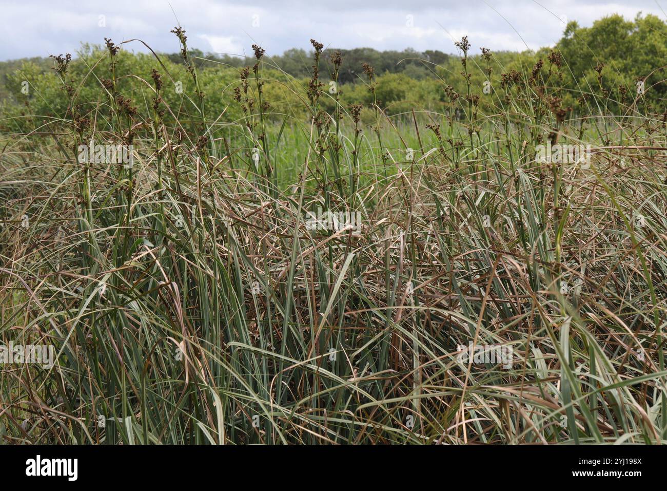 Swamp Sawgrass (Cladium mariscus Stock Photo - Alamy