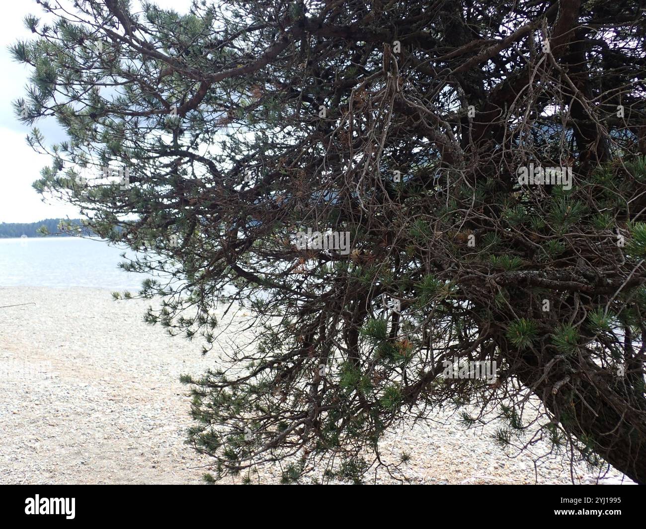 Shore Pine (Pinus contorta contorta Stock Photo - Alamy