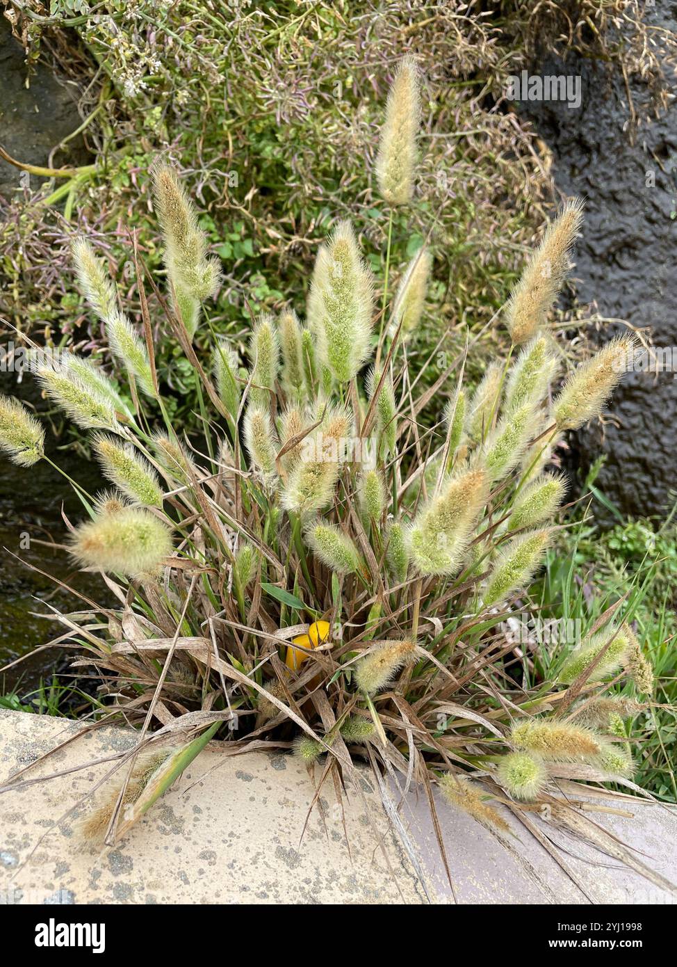 Polypogon monspeliensis hi-res stock photography and images - Alamy