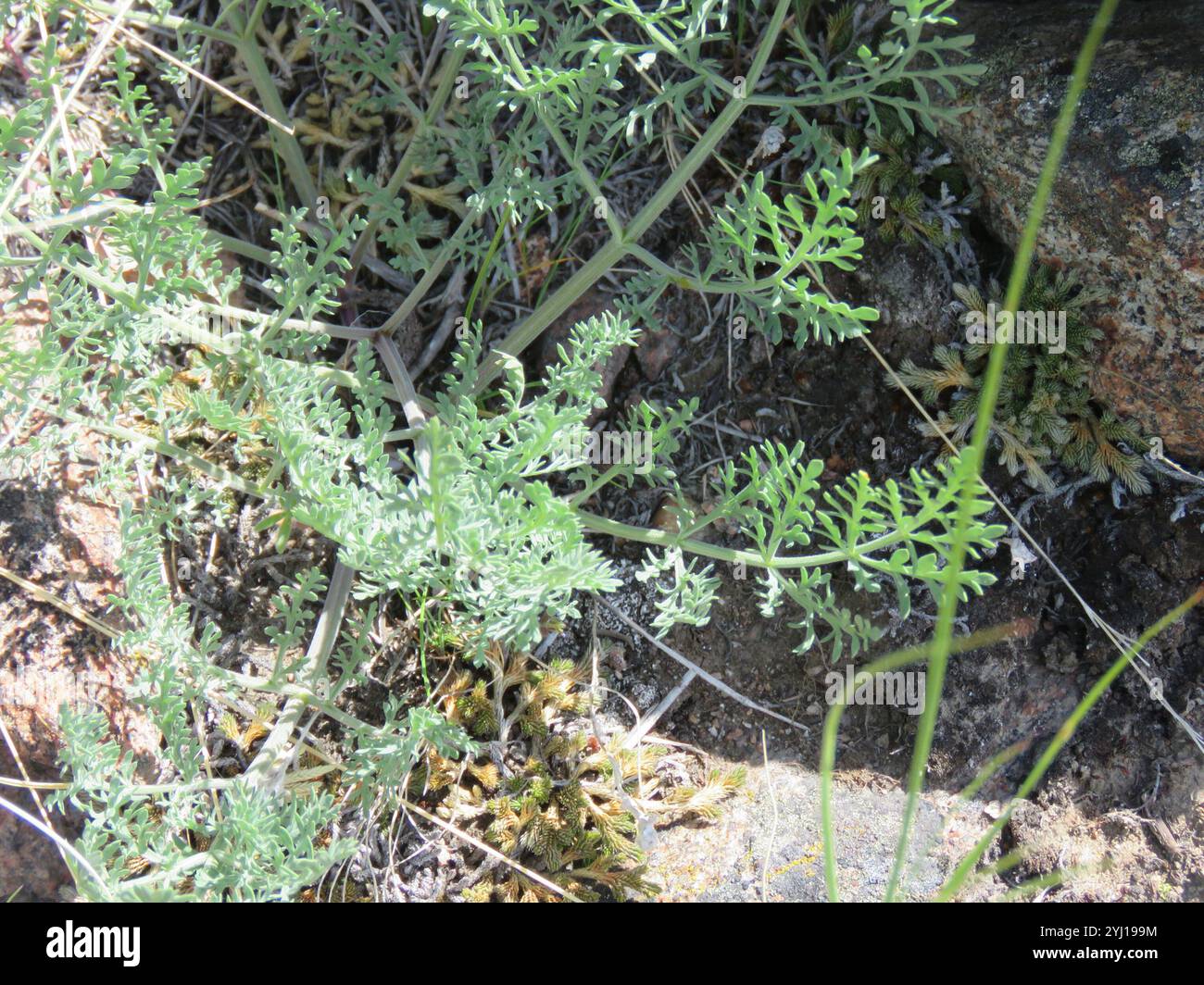 Biscuitroot hi-res stock photography and images - Alamy