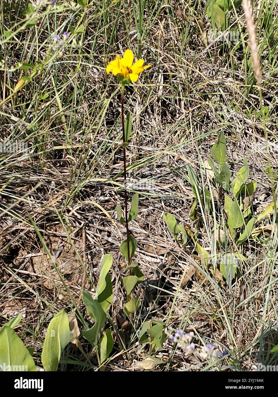 Stiff Sunflower (Helianthus pauciflorus Stock Photo - Alamy