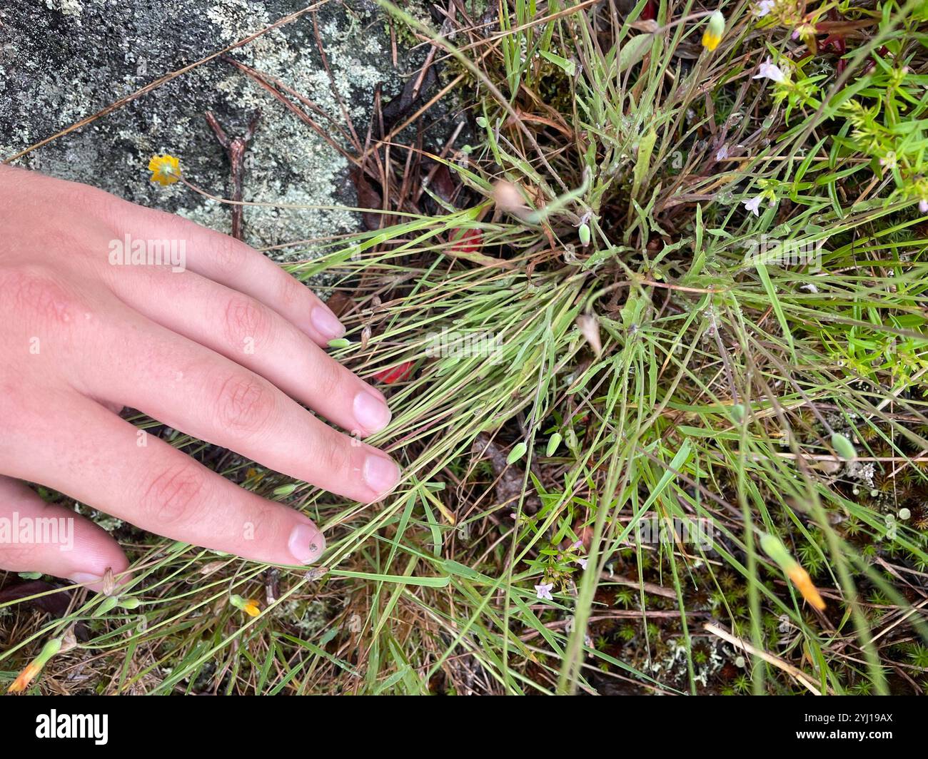 mountain dwarf-dandelion (Krigia montana Stock Photo - Alamy