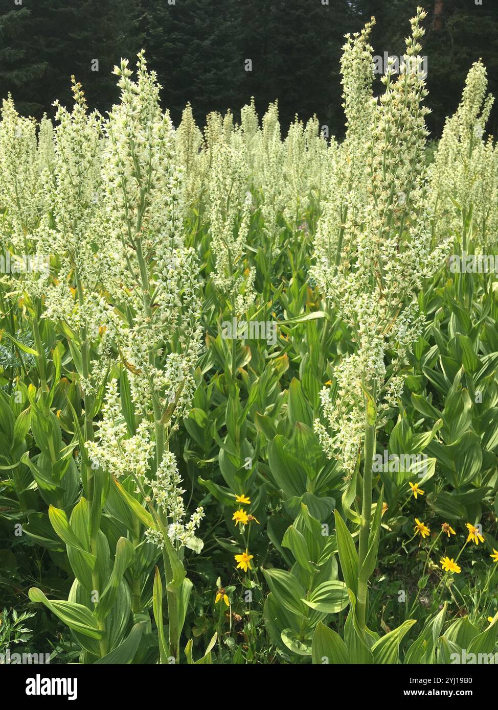Corn Lily (Veratrum californicum Stock Photo - Alamy