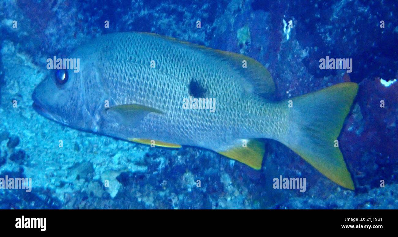 Onespot Snapper (Lutjanus monostigma Stock Photo - Alamy