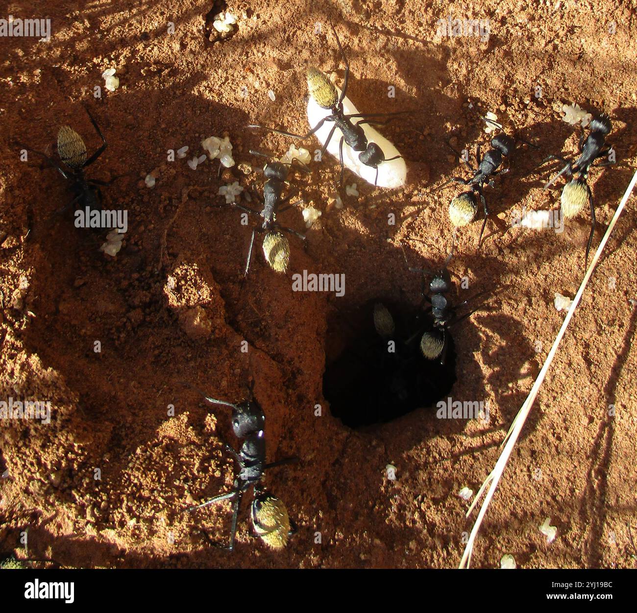 Karoo Balbyter Ant (Camponotus fulvopilosus Stock Photo - Alamy