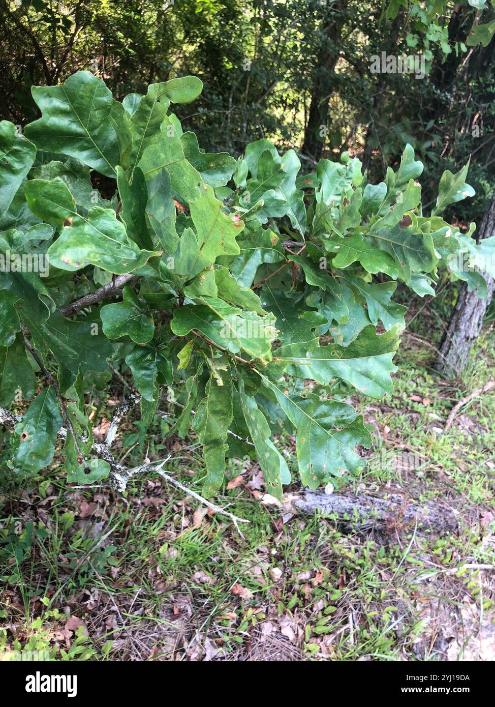 sand post oak (Quercus margaretiae Stock Photo - Alamy