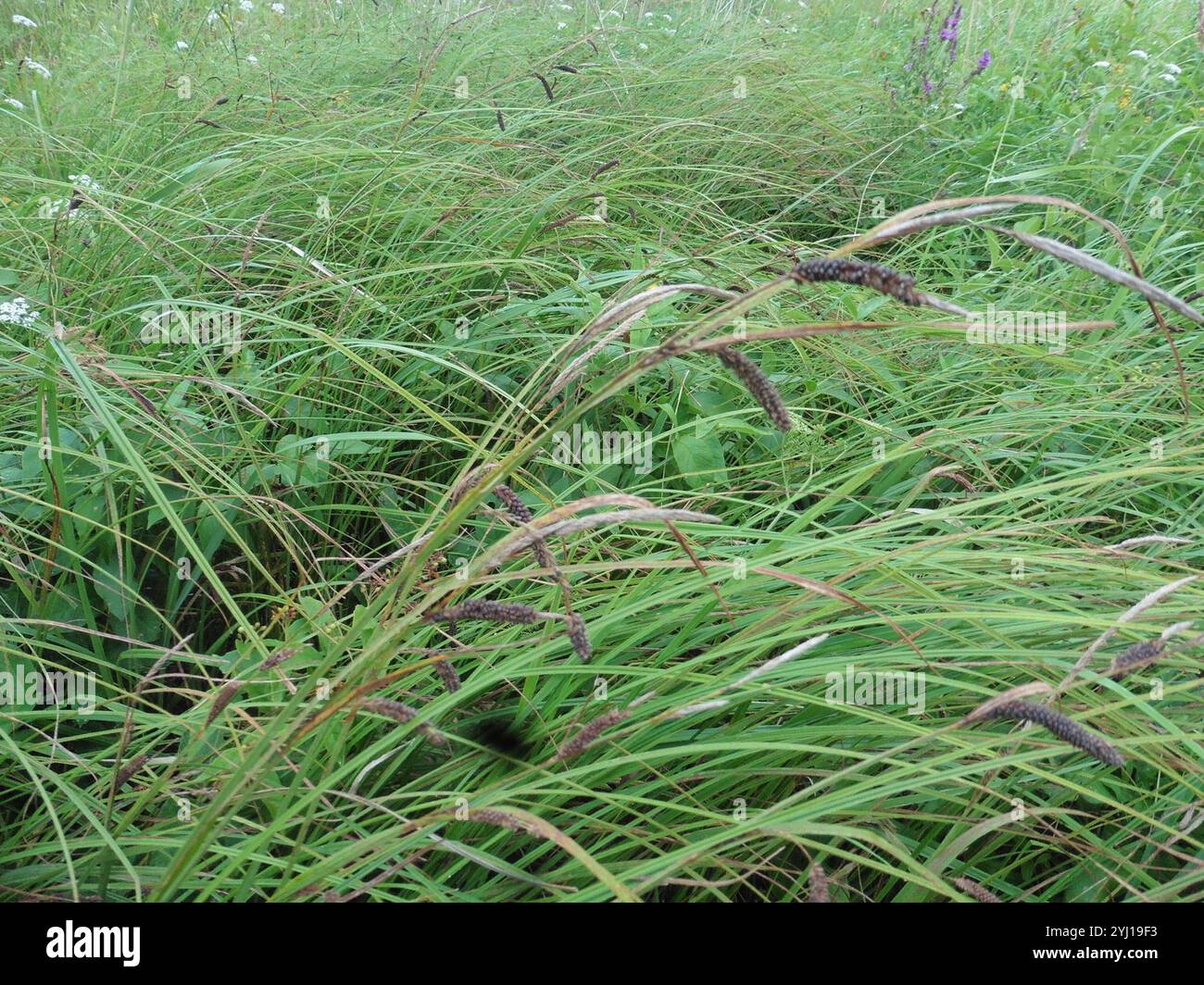 slender tufted-sedge (Carex acuta Stock Photo - Alamy