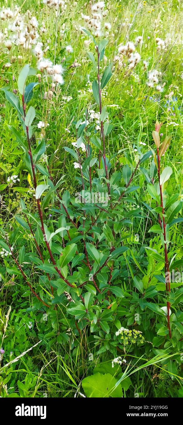 Tea-leaved Willow (Salix phylicifolia Stock Photo - Alamy