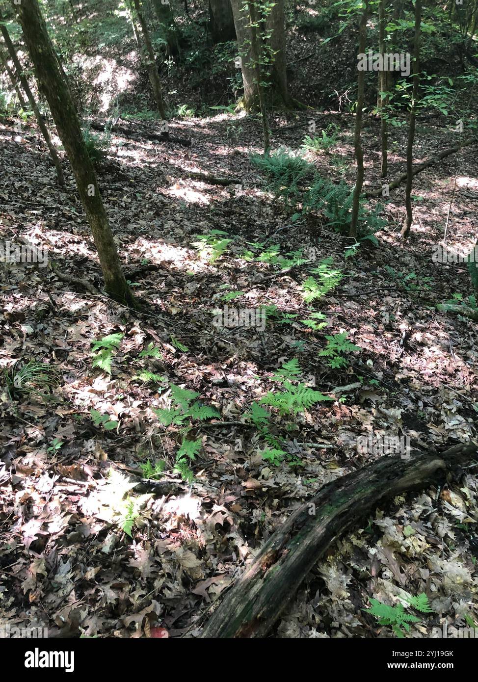 broad beech fern (Phegopteris hexagonoptera Stock Photo - Alamy