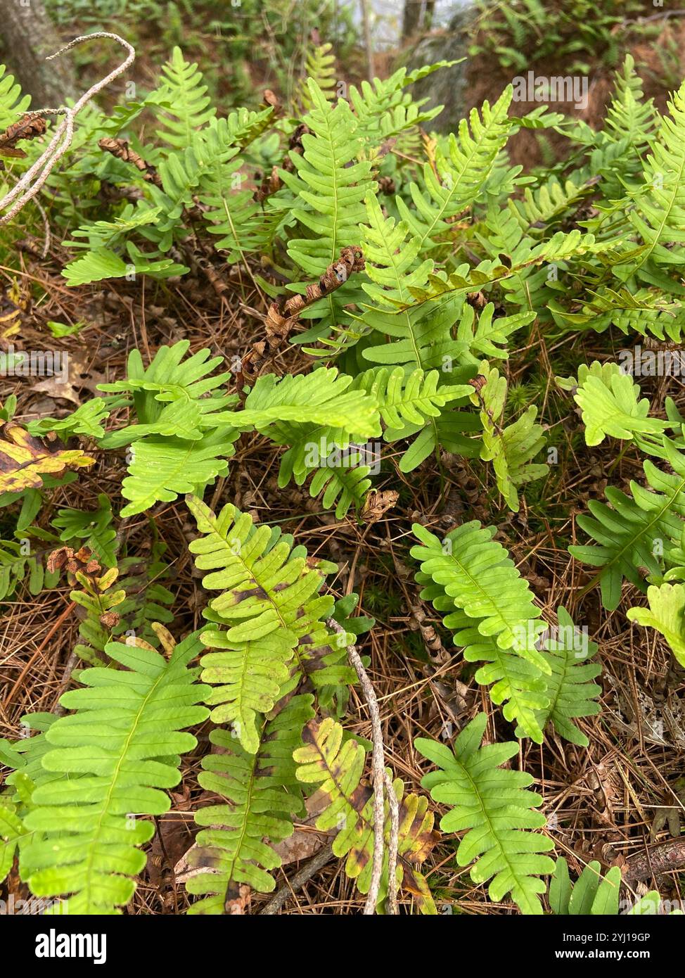 rock polypody (Polypodium virginianum Stock Photo - Alamy