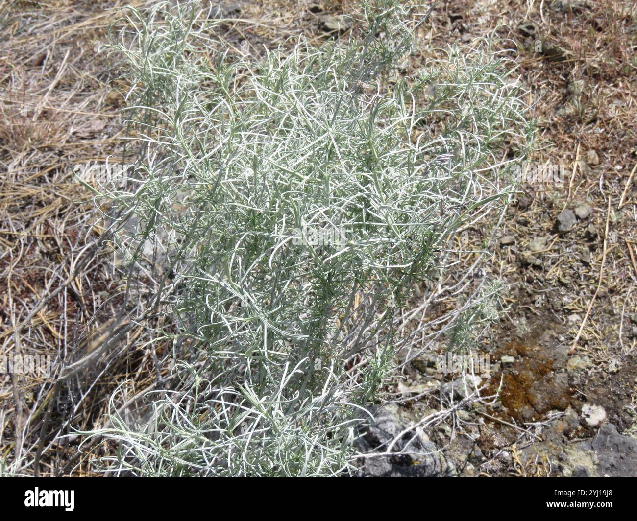 Rubber Rabbitbrush (Ericameria nauseosa Stock Photo - Alamy