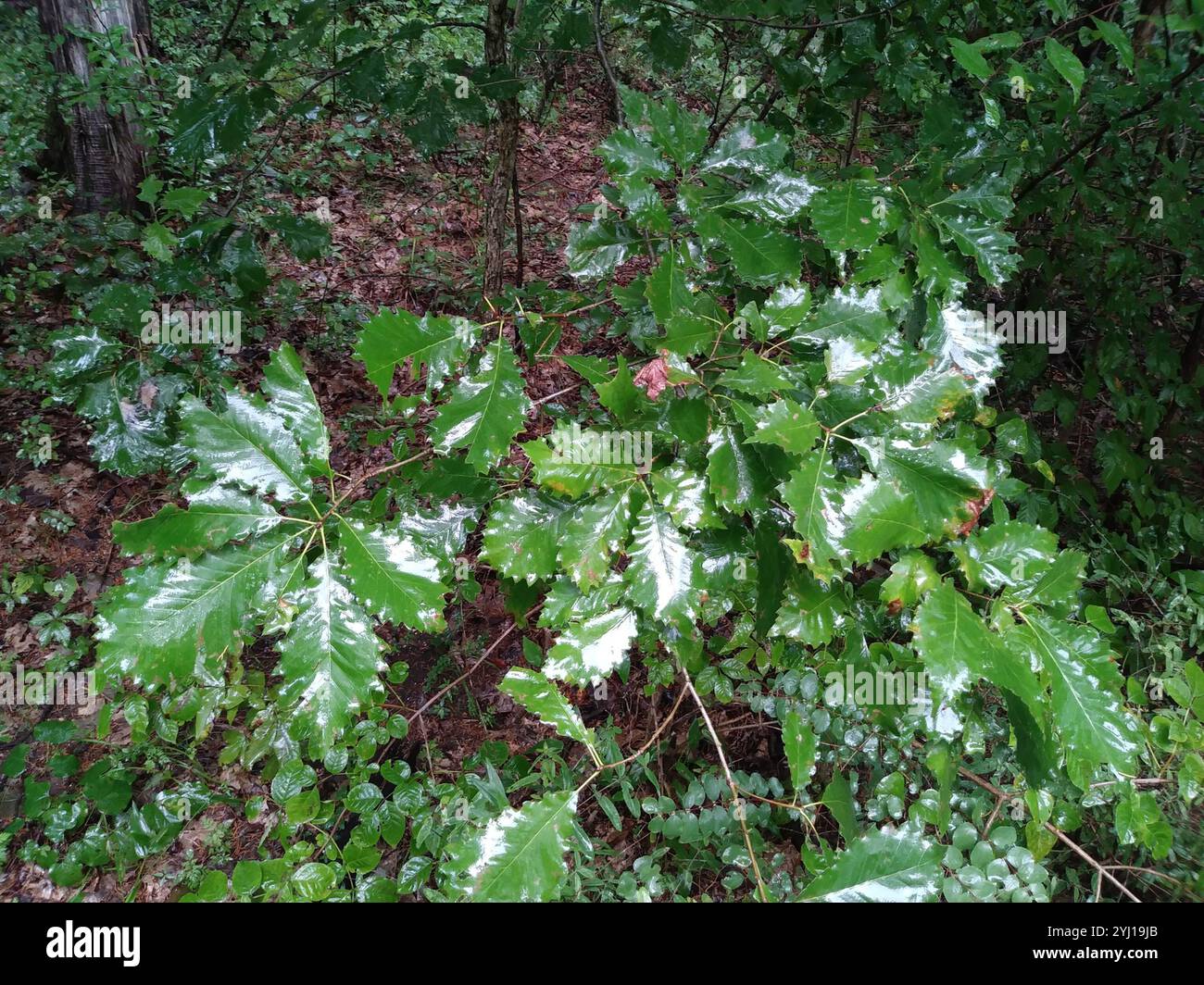 chinkapin oak (Quercus muehlenbergii Stock Photo - Alamy