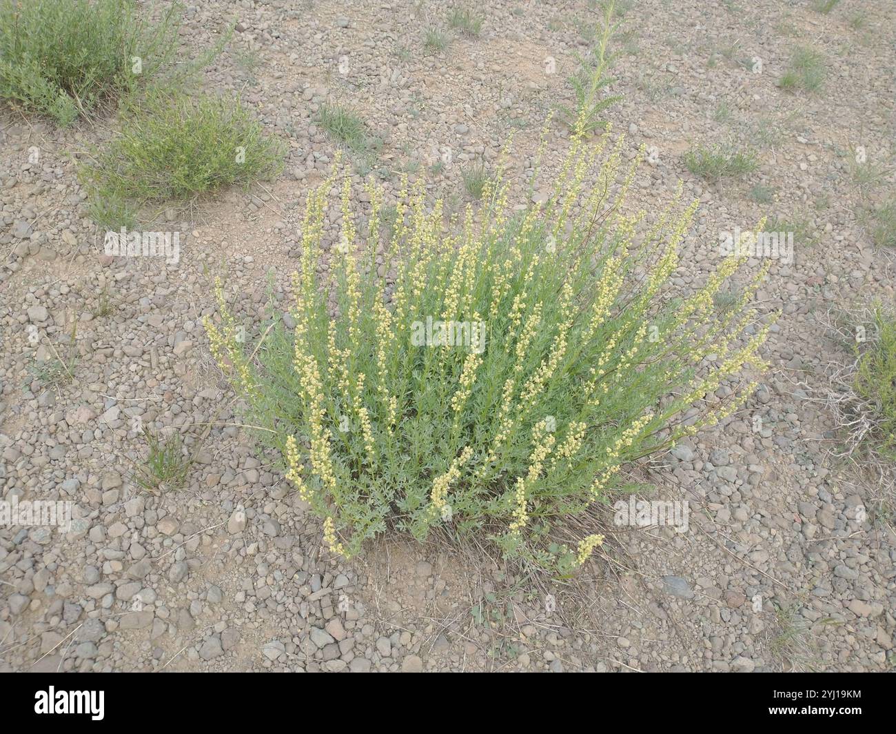 lemon sagewort (Artemisia michauxiana Stock Photo - Alamy
