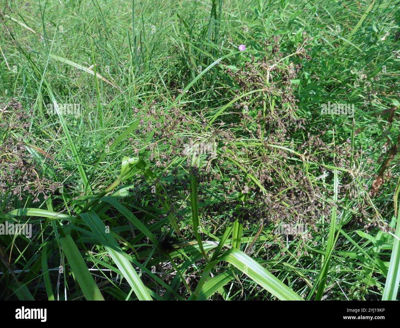 Wood Club-rush (Scirpus sylvaticus Stock Photo - Alamy