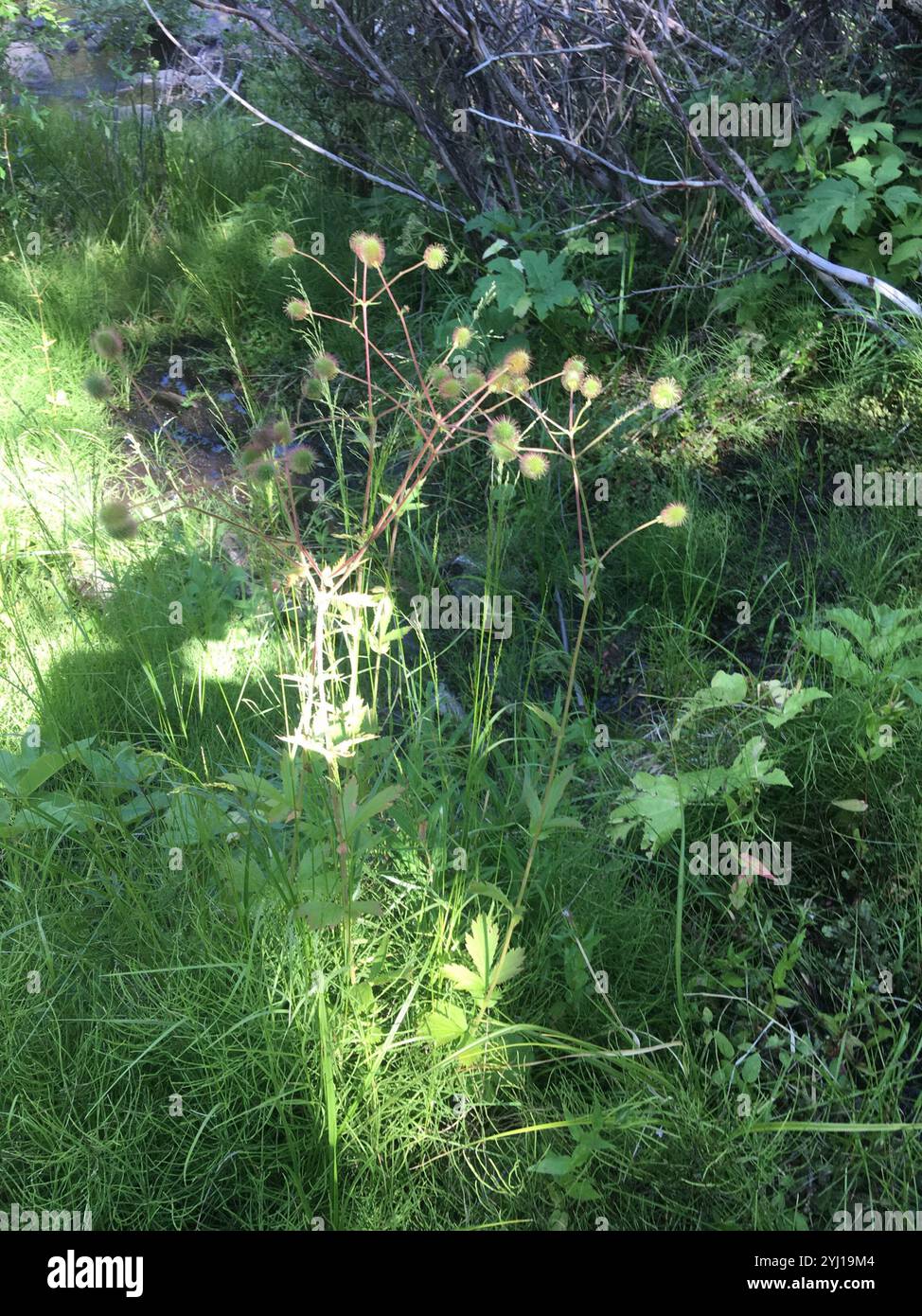 Yellow Avens (Geum aleppicum Stock Photo - Alamy