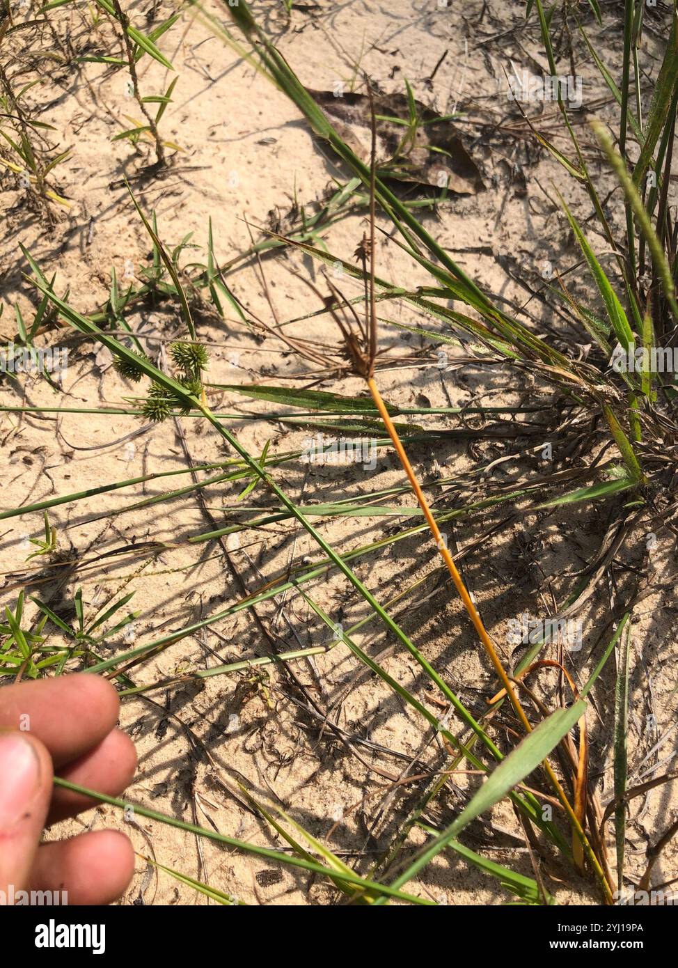 Pinebarren Flatsedge (Cyperus retrorsus Stock Photo - Alamy