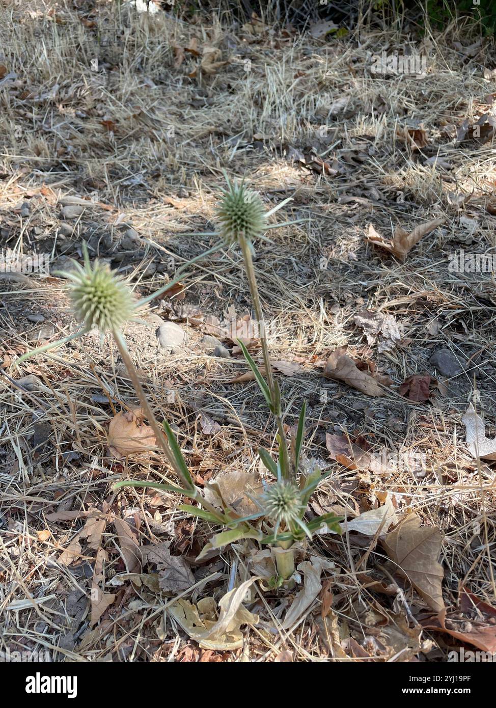 fuller's teasel (Dipsacus sativus Stock Photo - Alamy