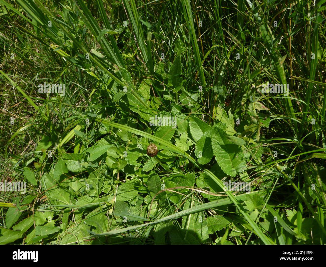 common hedge-nettle (Betonica officinalis Stock Photo - Alamy