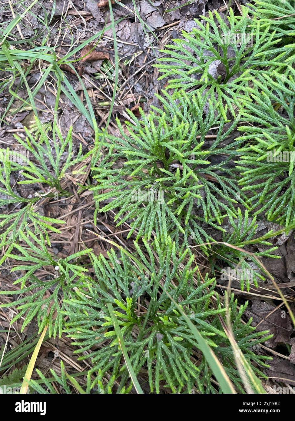 fan clubmoss (Diphasiastrum digitatum Stock Photo - Alamy