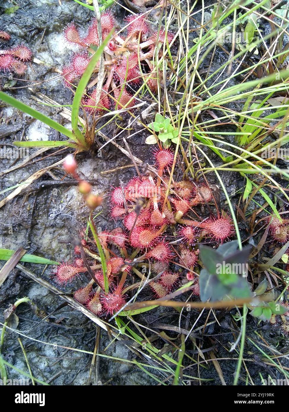 Pink Sundew (Drosera capillaris Stock Photo - Alamy