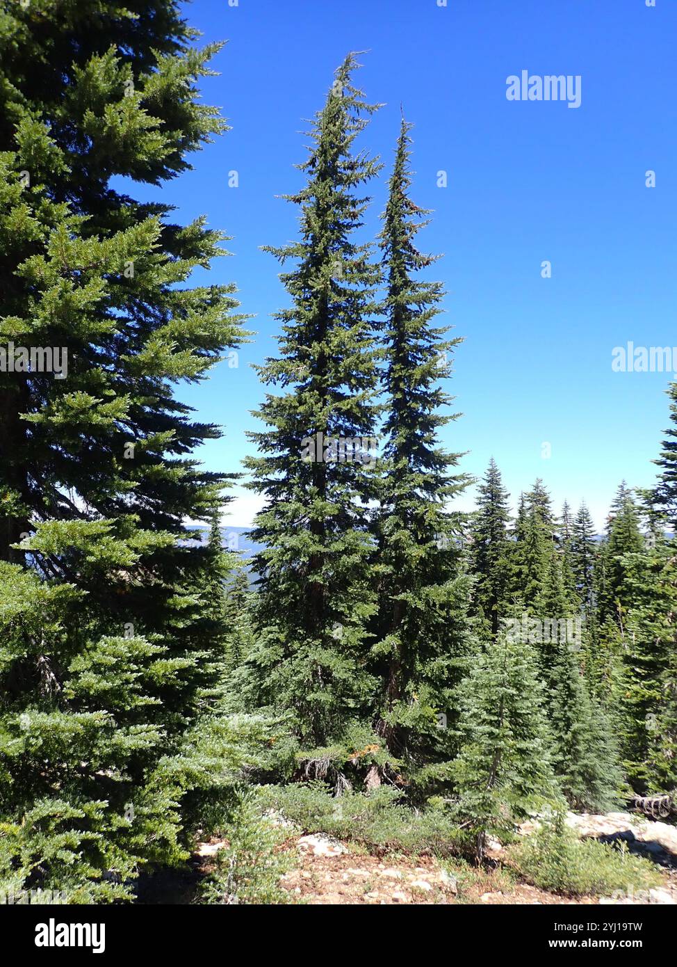 mountain hemlock (Tsuga mertensiana Stock Photo - Alamy