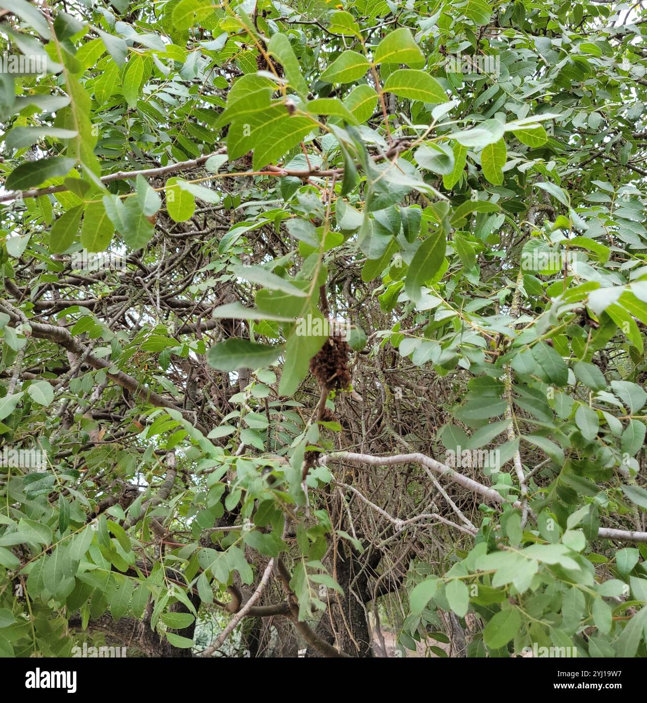 Eastern Turpentine Tree (Pistacia terebinthus palaestina Stock Photo ...