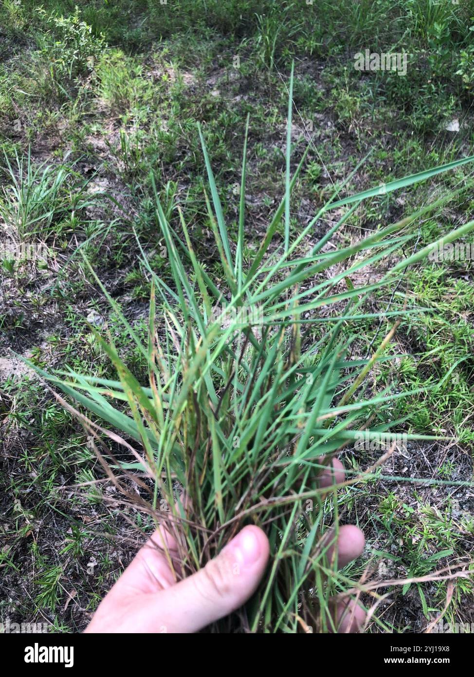 Fall Witchgrass (Digitaria cognata Stock Photo - Alamy
